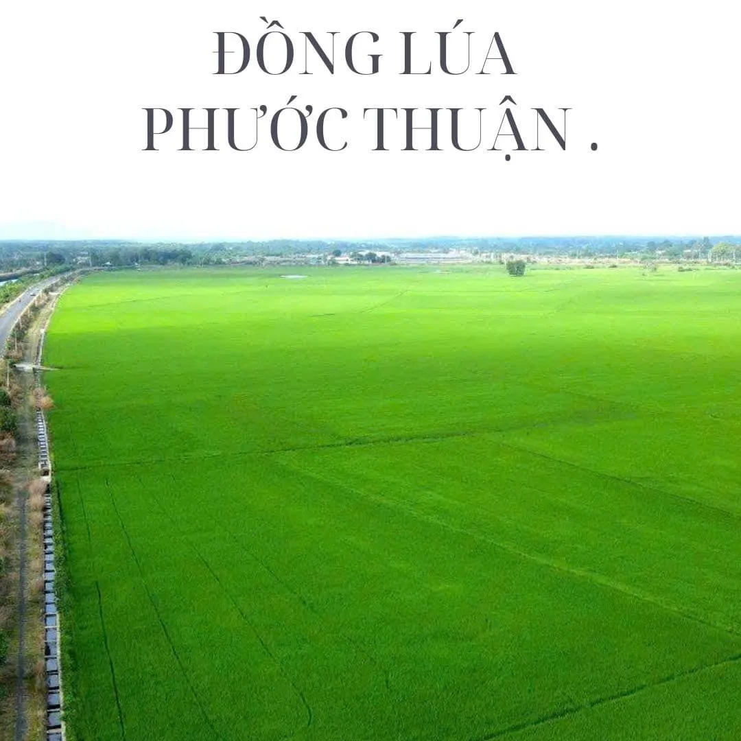 Cánh đồng lúa Phước Thuận | Nét đẹp miền quê