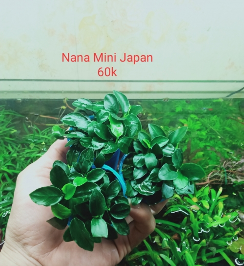 Nana Mini Japan