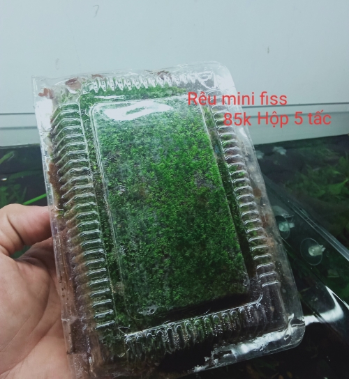 Rêu Mini Fiss
