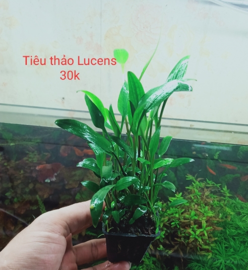 Tiêu Thảo Lucens