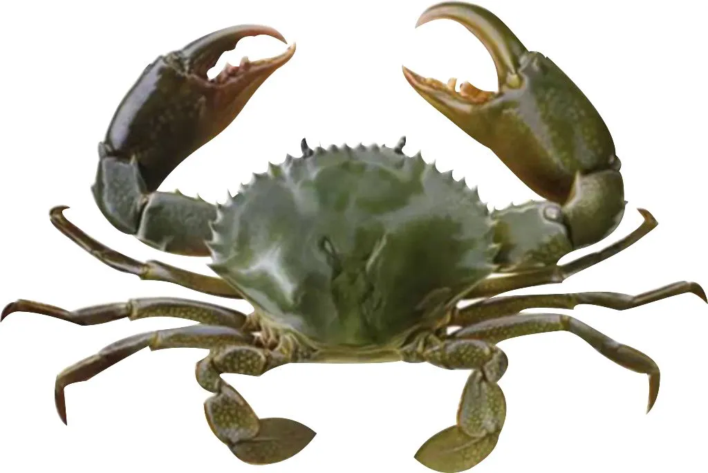 Tải miễn phí hình ảnh cua biển PNG mới nhất