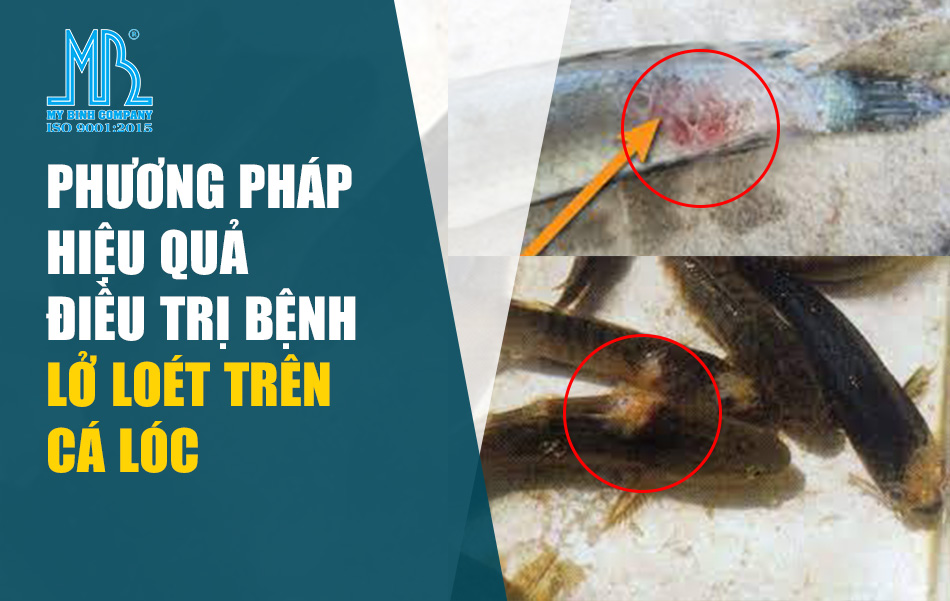 Phương pháp hiệu quả điều trị bệnh lở loét trên cá lóc