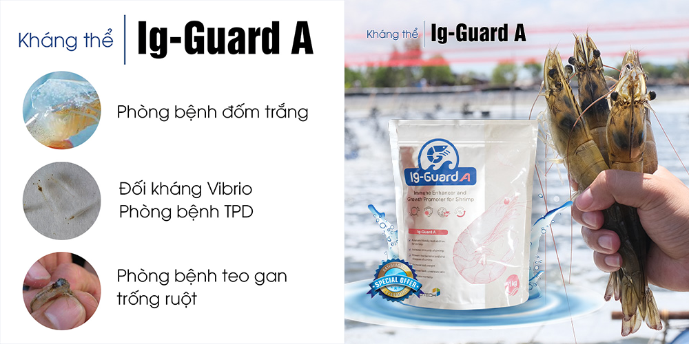Ig-Guard A thế hệ kháng thể VHH Nanobody phòng bệnh đốm trắng, đỏ thân ...