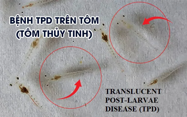 Translucent Post-Larvae Disease (TPD): A Comprehensive Guide