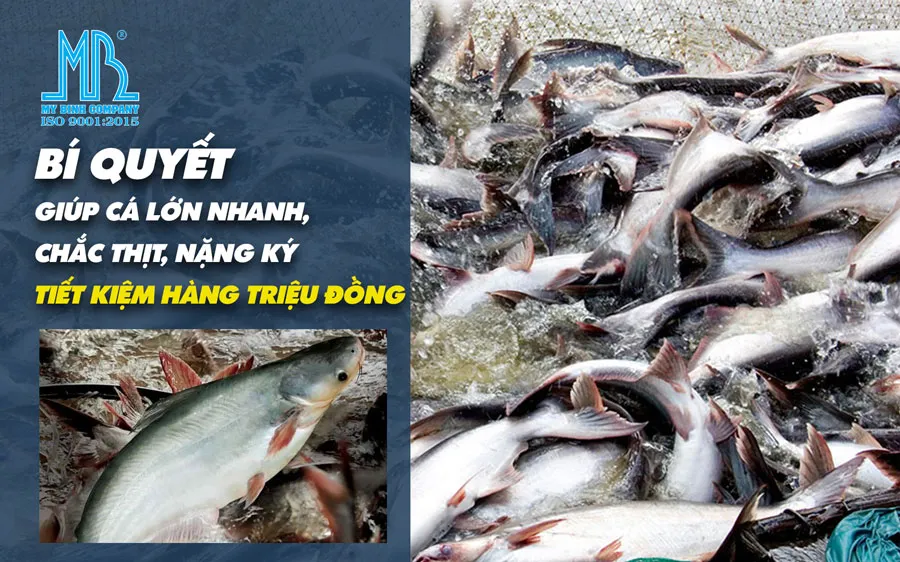 Bí quyết nuôi cá nhanh lớn, thịt săn chắc , tiết kiệm hàng triệu đồng ...