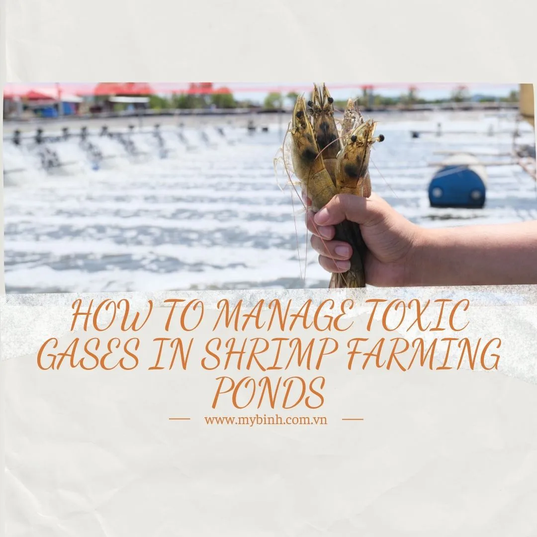 HOW TO MANAGE TOXIC GASES IN SHRIMP PONDS EFFICIENTLY AND SUSTAINABLY