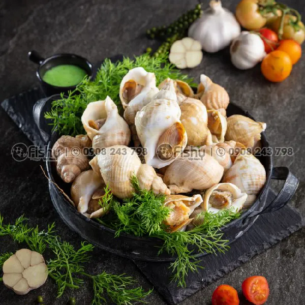 Ốc bulot Pháp là ốc gì? Khám phá món ngon hấp dẫn từ ốc bulot Pháp