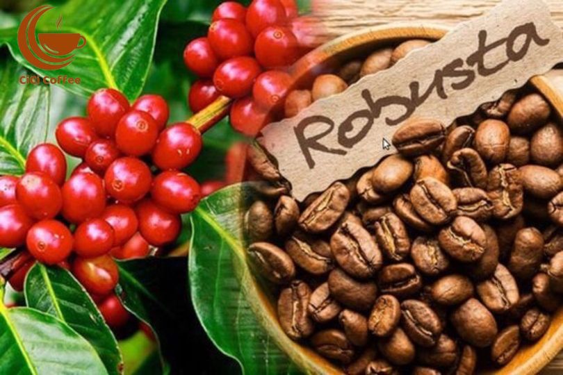 Caffe robusta- Tác dụng của caffe Robusta