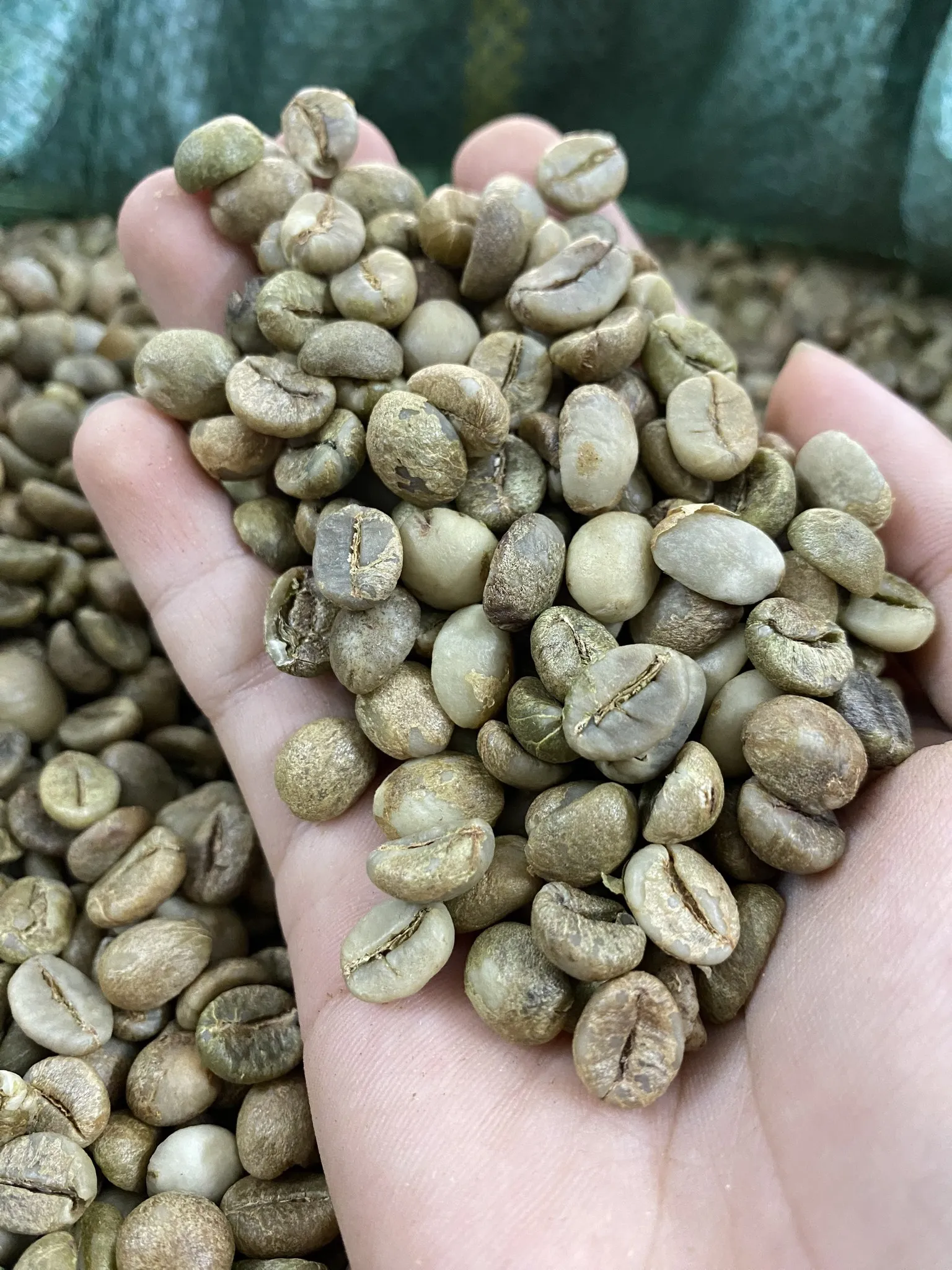 Nhân xanh Robusta S20 chất lượng từ Việt Mỹ Coffee