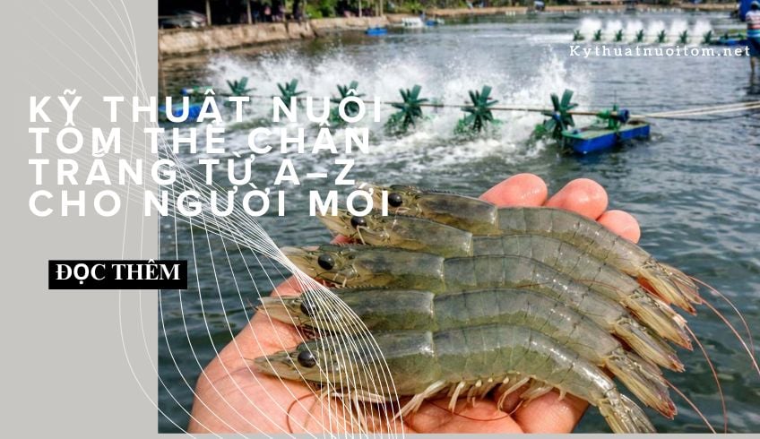 Kỹ thuật nuôi tôm thẻ chân trắng