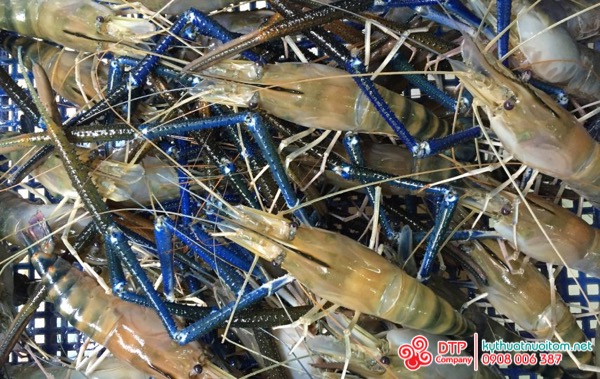 Hướng dẫn theo dõi tôm càng xanh trong lúc nuôi