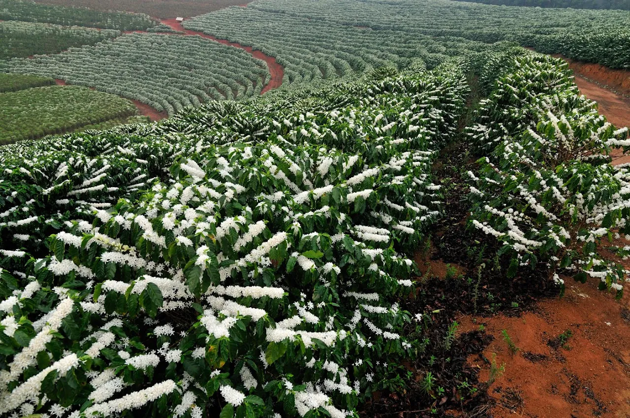 Solutions to Help you Prevent Early Flowering in Coffee Plants