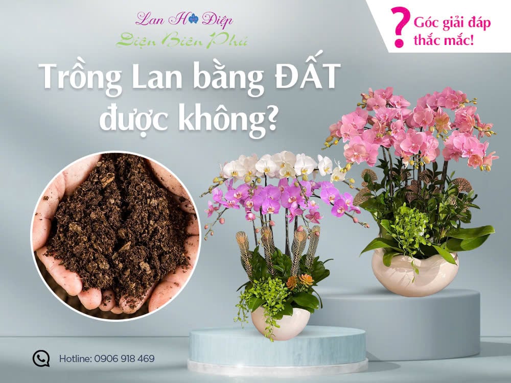 Góc Giải Đáp Thắc Mắc: Trồng Lan Bằng Đất Được Không?