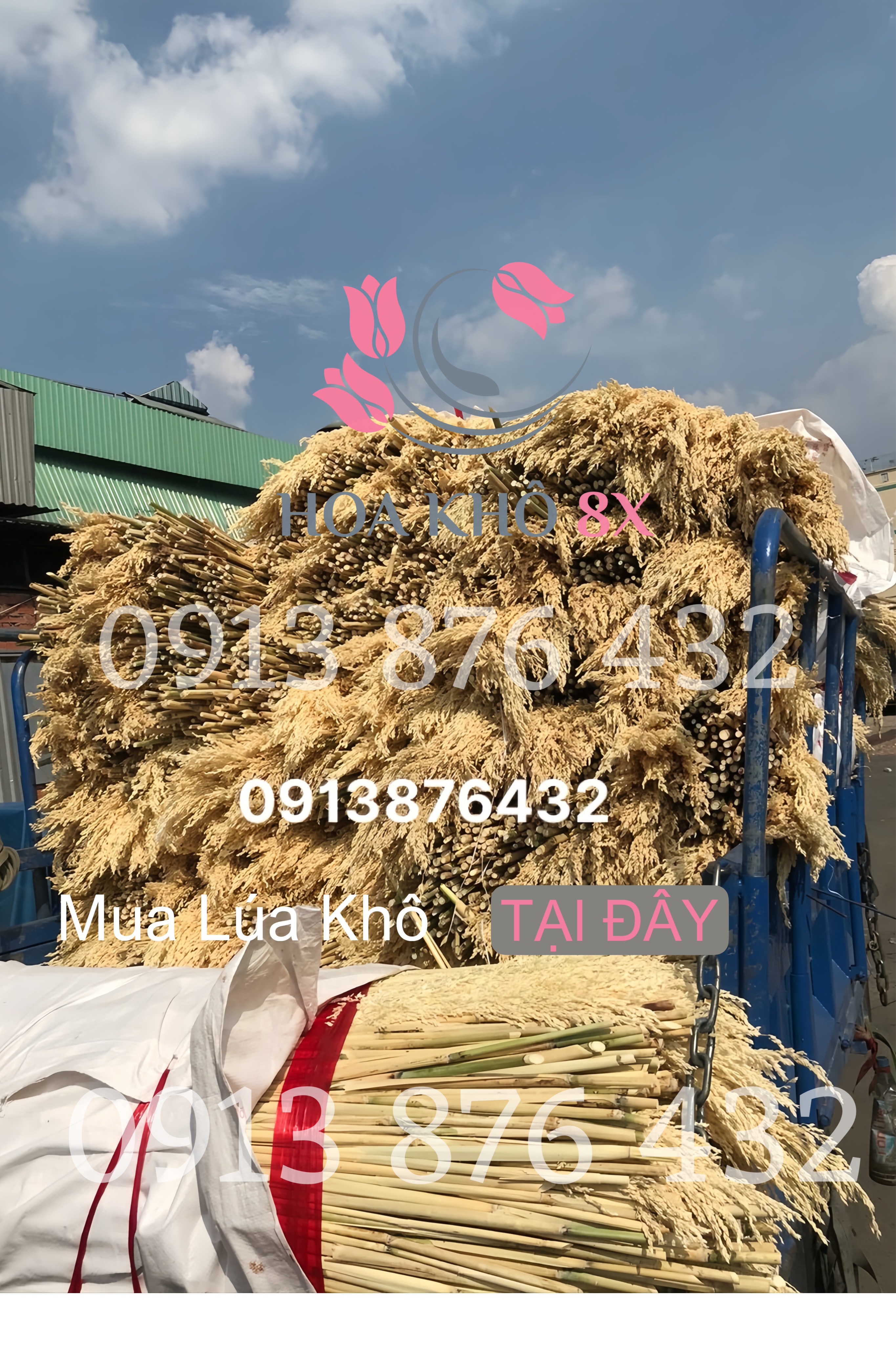 Mua Lúa Khô, Lúa Mạch Khô, Lúa Decor Ở Đâu?