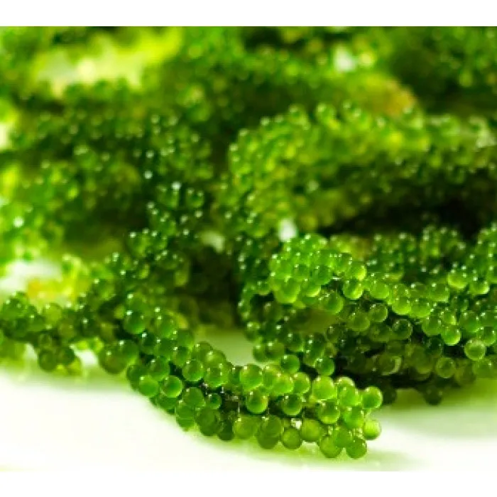 Hiểu thêm về rong nho