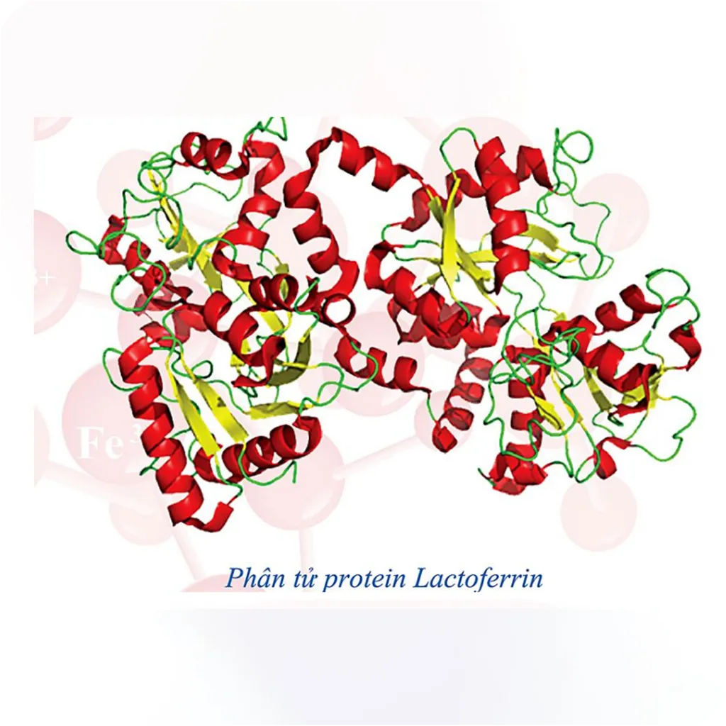 Tìm hiểu lactoferrin là gì và những công dụng chính của chúng