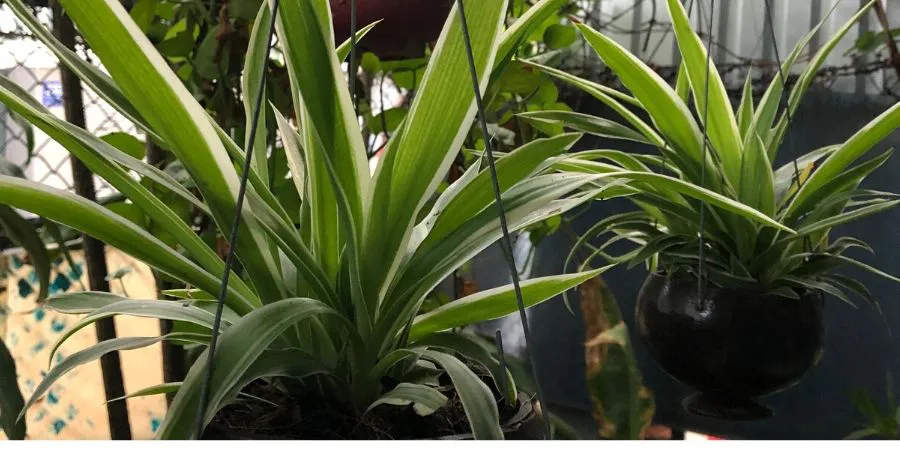 BÙA NGẢI LÀ GÌ ? LUYỆN NGẢI CẦU TÀI NHƯ NÀO ? CÂY PHONG THỦY TÀI LỘC