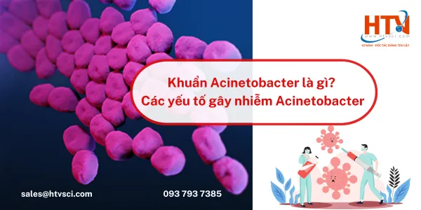Khuẩn Acinetobacter là gì? Các yếu tố gây nhiễm Acinetobacter